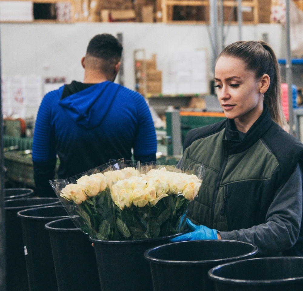 Assortment - Hoorn Bloommasters Hoorn Bloommasters