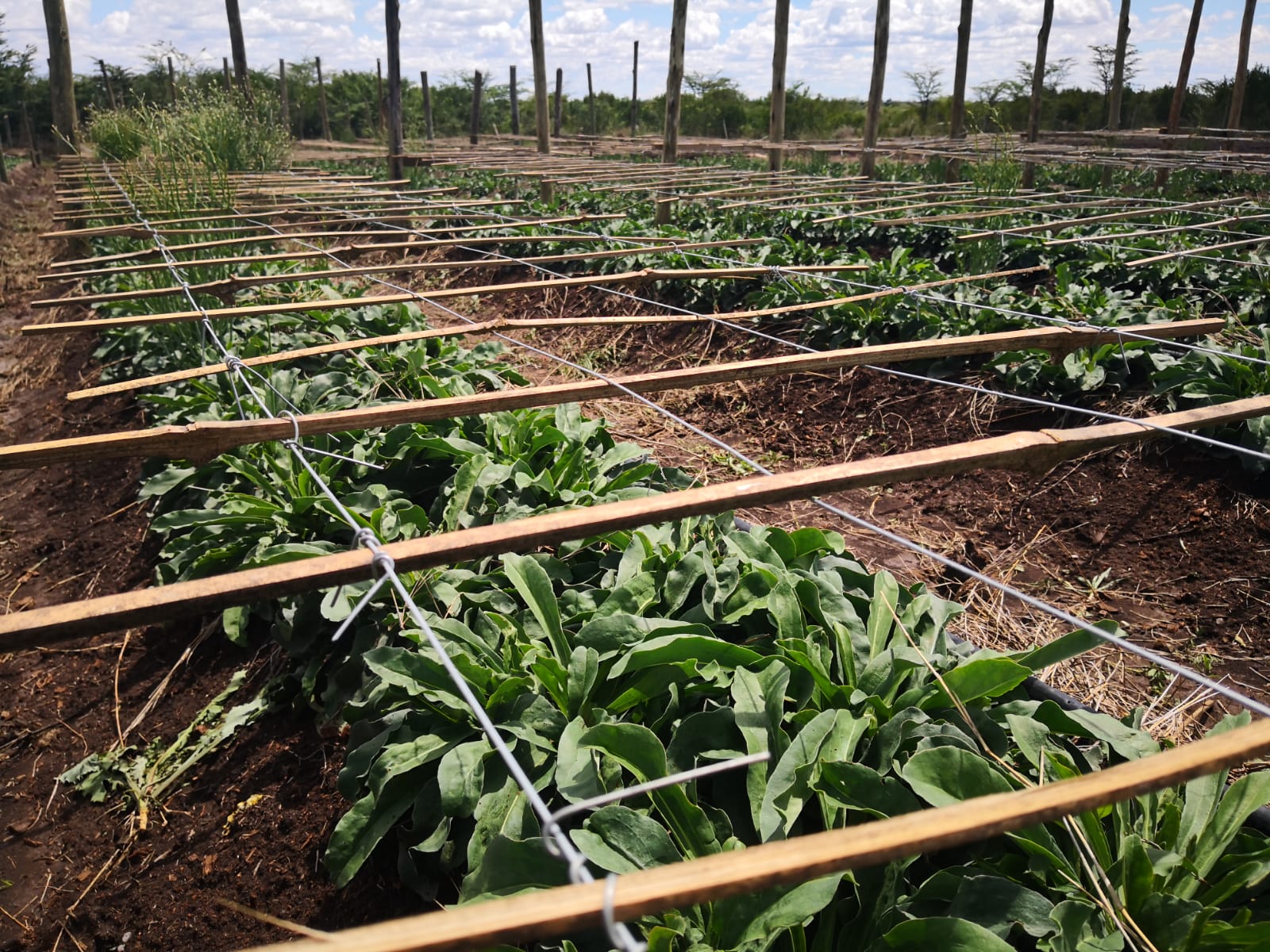 Productie & Verkoop Bloemboeketten | Hoorn Bloom Masters Hoorn Bloommasters