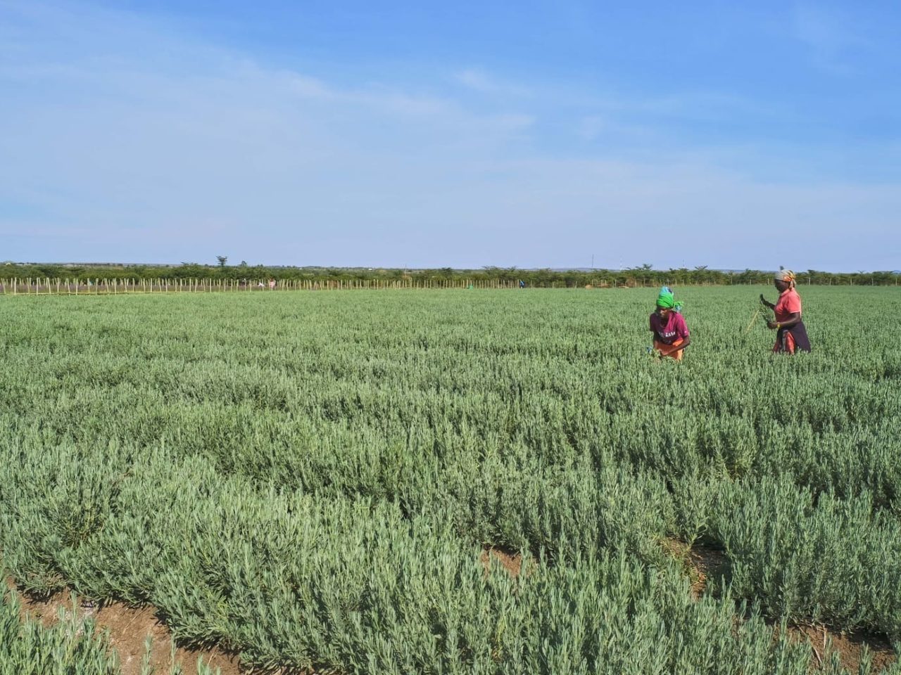 Production & Sales Flower bouquets | Hoorn Bloom Masters